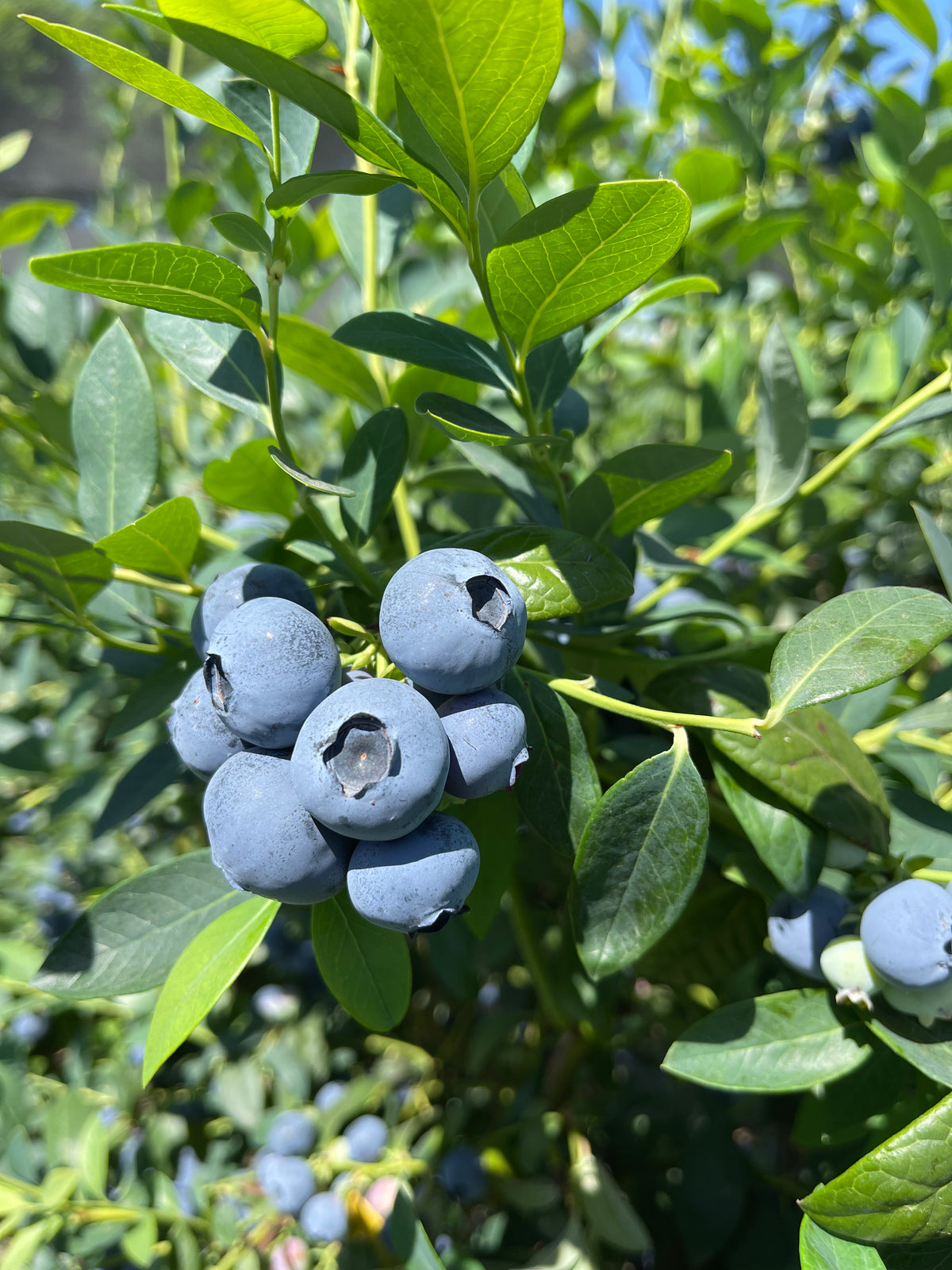 Blueberry Shrub — Wildwood Nursery