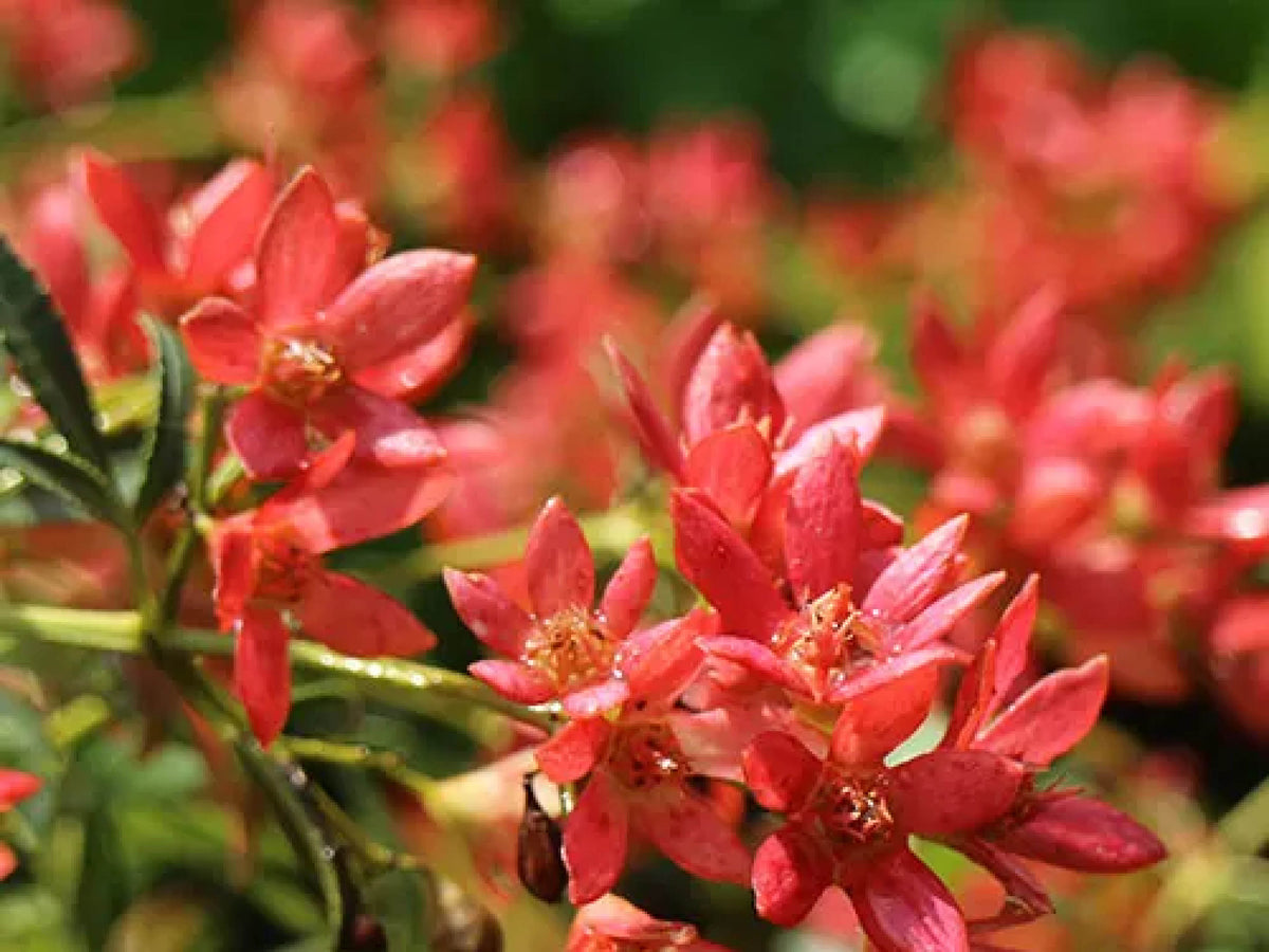 Christmas Bush — Wildwood Nursery